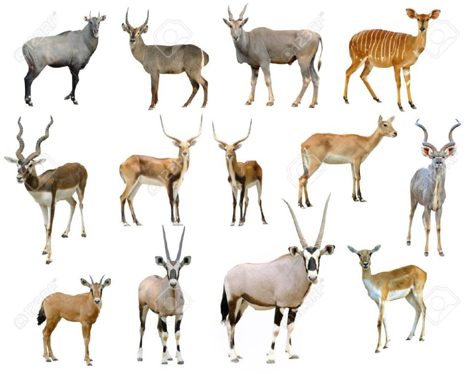 LES DIFFERENTES ANTILOPES - Association Stéphane Florange