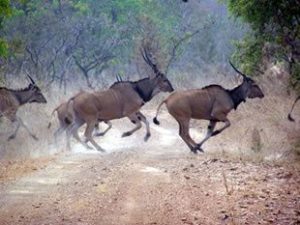 FAUNE ET FLORE UNIQUE : LE MALI - Association Stéphane Florange