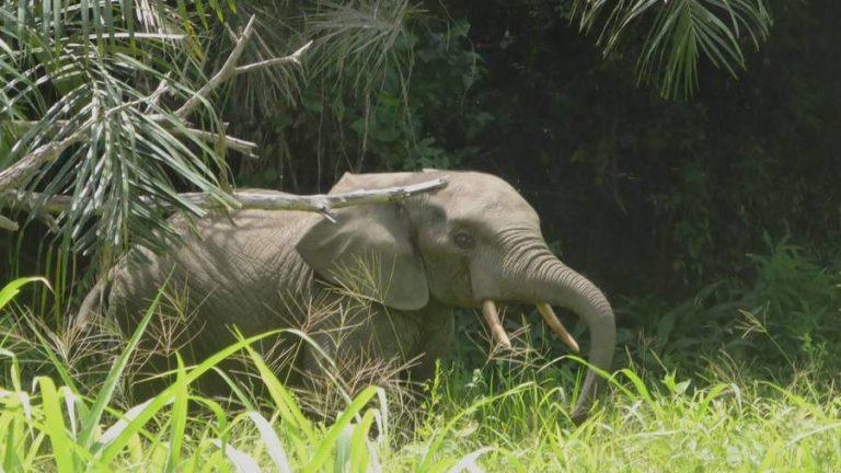 FAUNE ET FLORE UNIQUE LA GUINÉE - Association Stéphane Florange